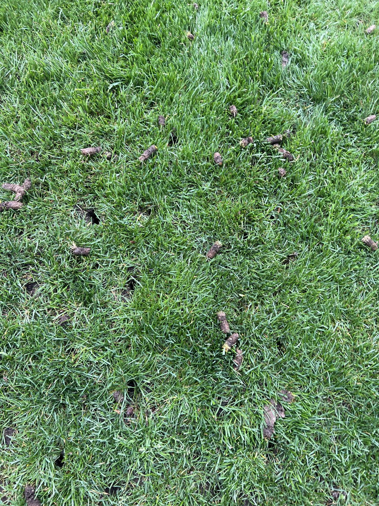 Lawn Aerator | Rolling Lawn Aerator | Amick Rollaerator